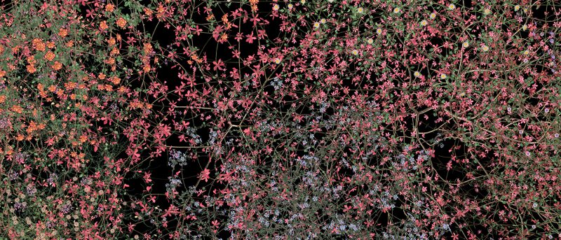 Jennifer Steinkamp. Digital Nature | Espacio Fundación Telefónica