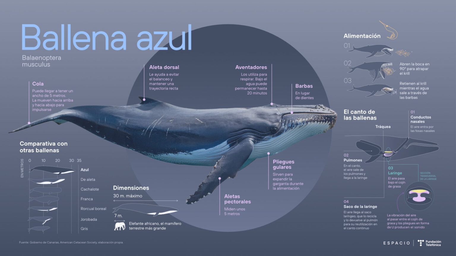 La ballena azul, el mamífero icono del eco del océano | Espacio ...